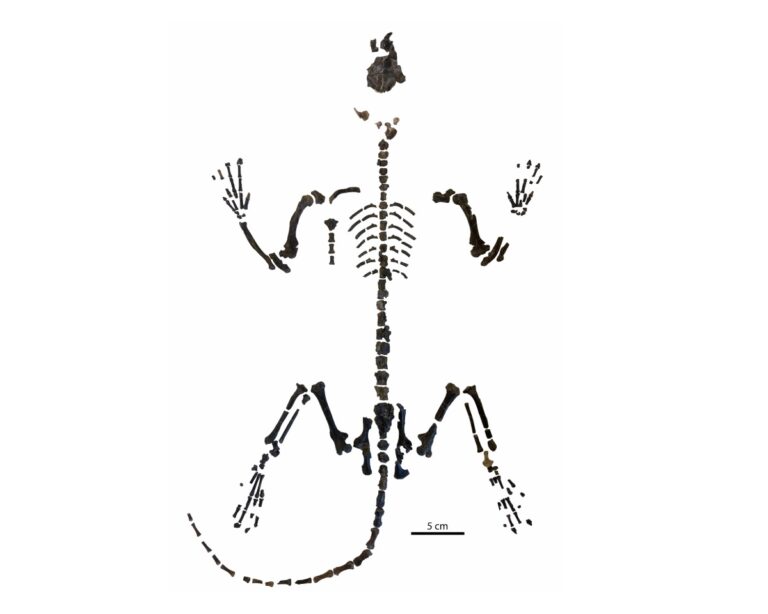 Stephen Chester and Team Unlock Secrets of Mysterious 62-Million-Year ...